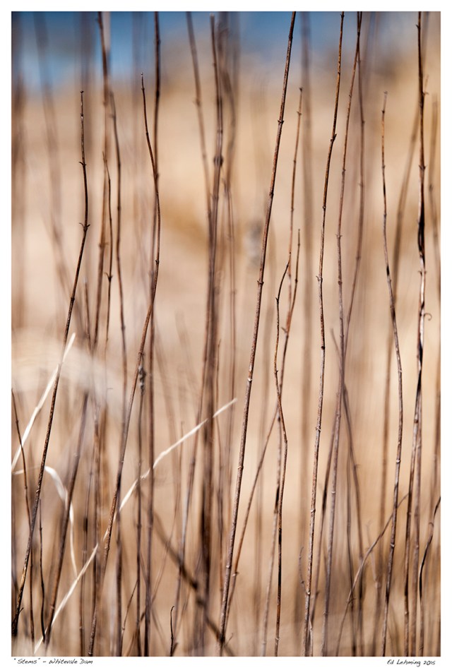 “Stems” – Whitevale Dam Trail | Ed Lehming Photography