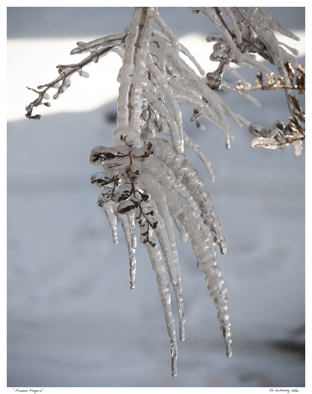 “Frozen Fingers” | Ed Lehming Photography