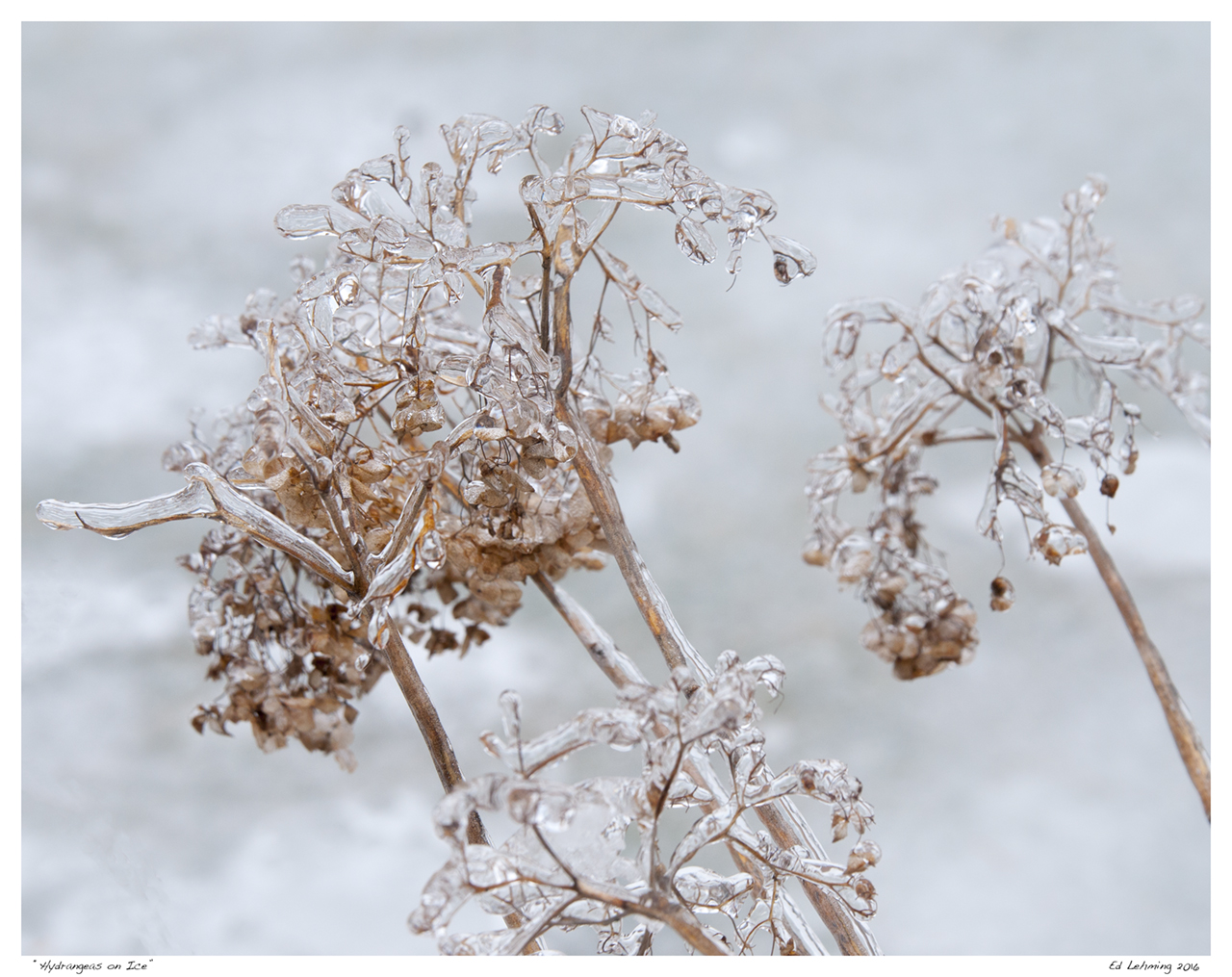 “Hydrangea on Ice” | Ed Lehming Photography
