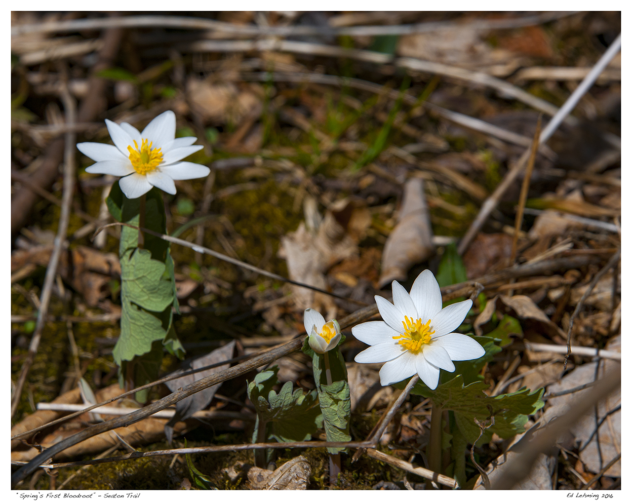 “Spring’s First Bloodroot” – Seaton Trail | Ed Lehming Photography