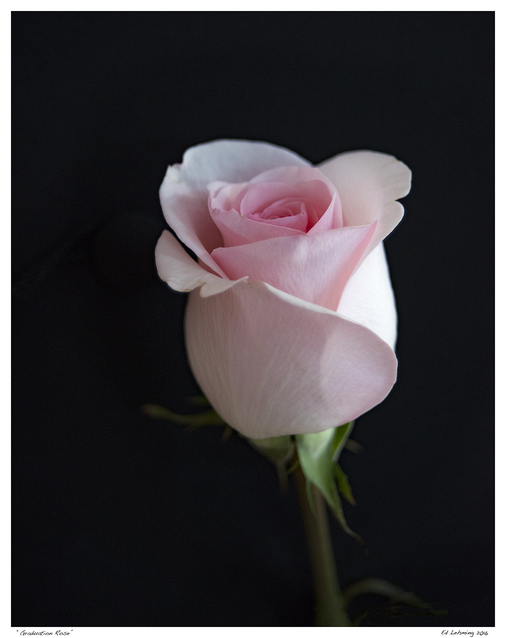 “Graduation Rose” | Ed Lehming Photography