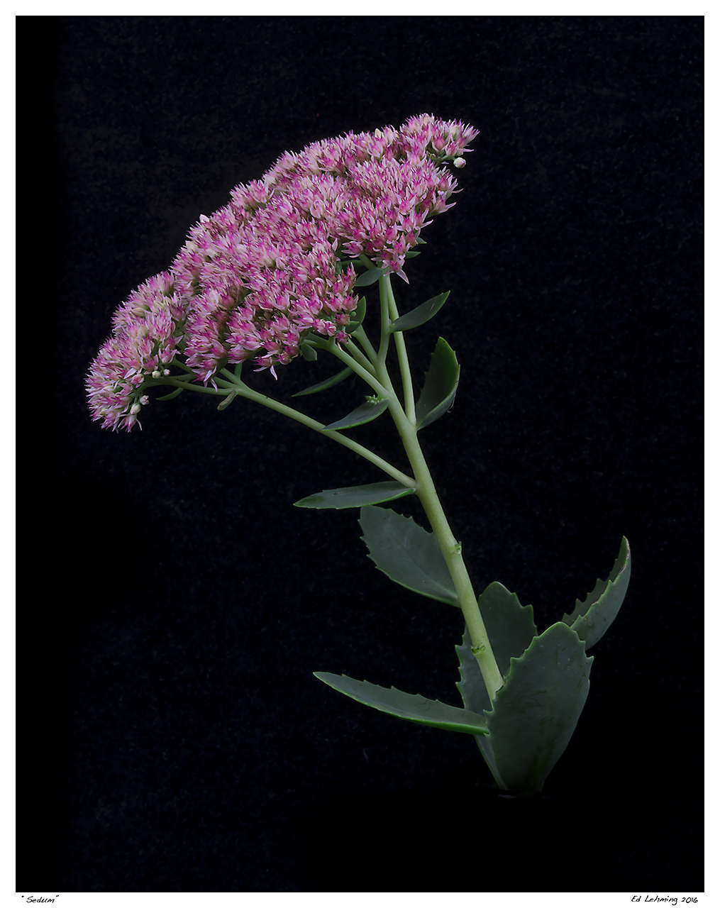 “Sedum” | Ed Lehming Photography