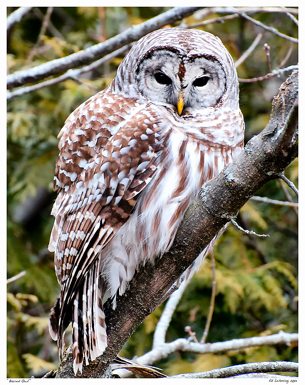“Barred Owl” | Ed Lehming Photography