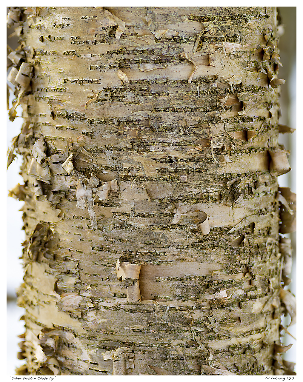 Tuesdays of Texture – “Silver Birch – Close Up” | Ed Lehming Photography