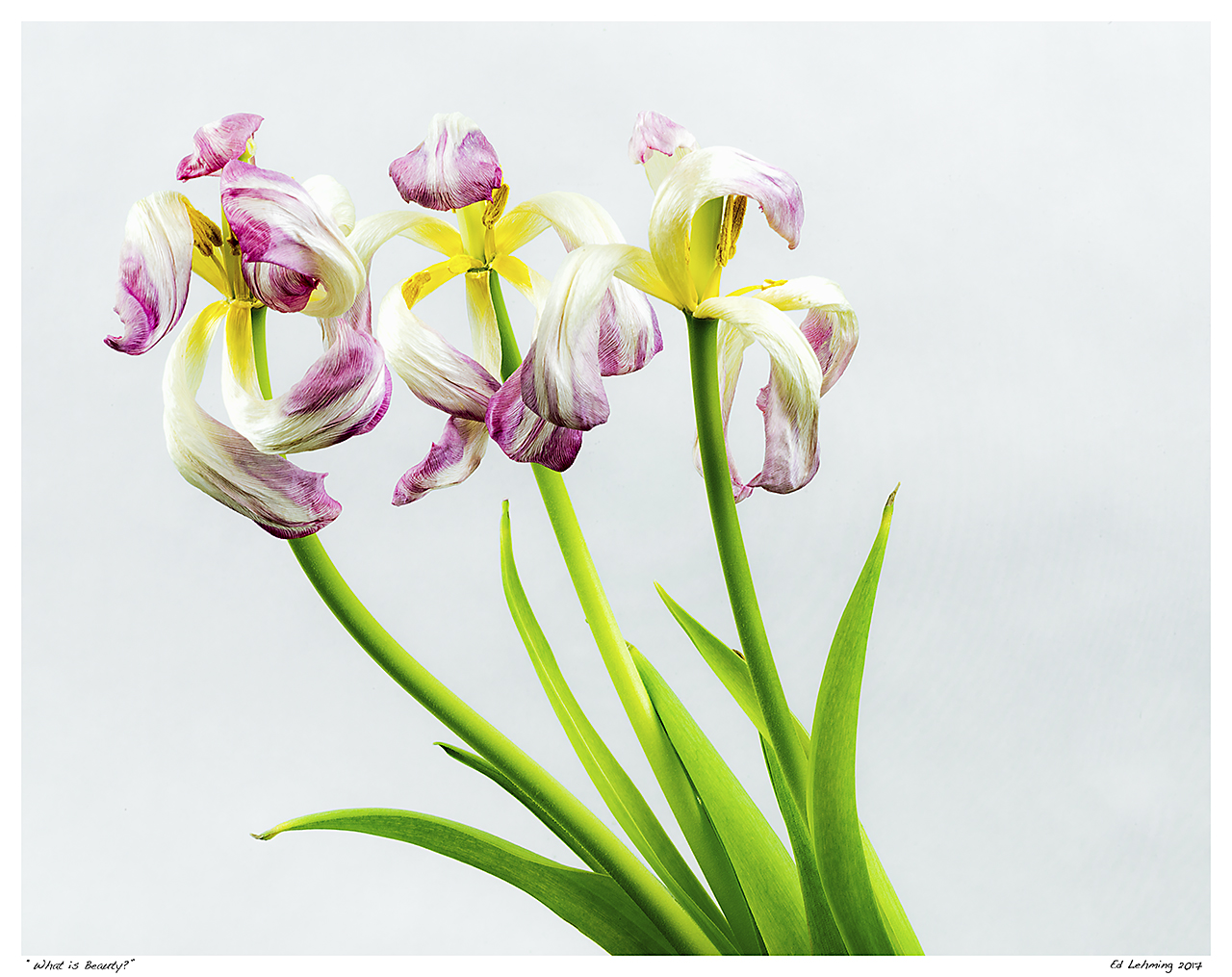 “What is Beauty?” | Ed Lehming Photography