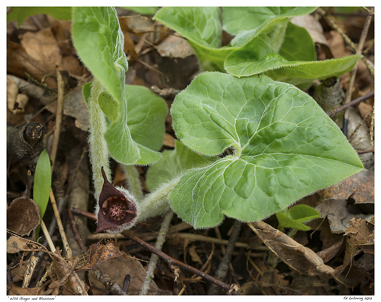 “Wild Ginger and Blossom” | Ed Lehming Photography