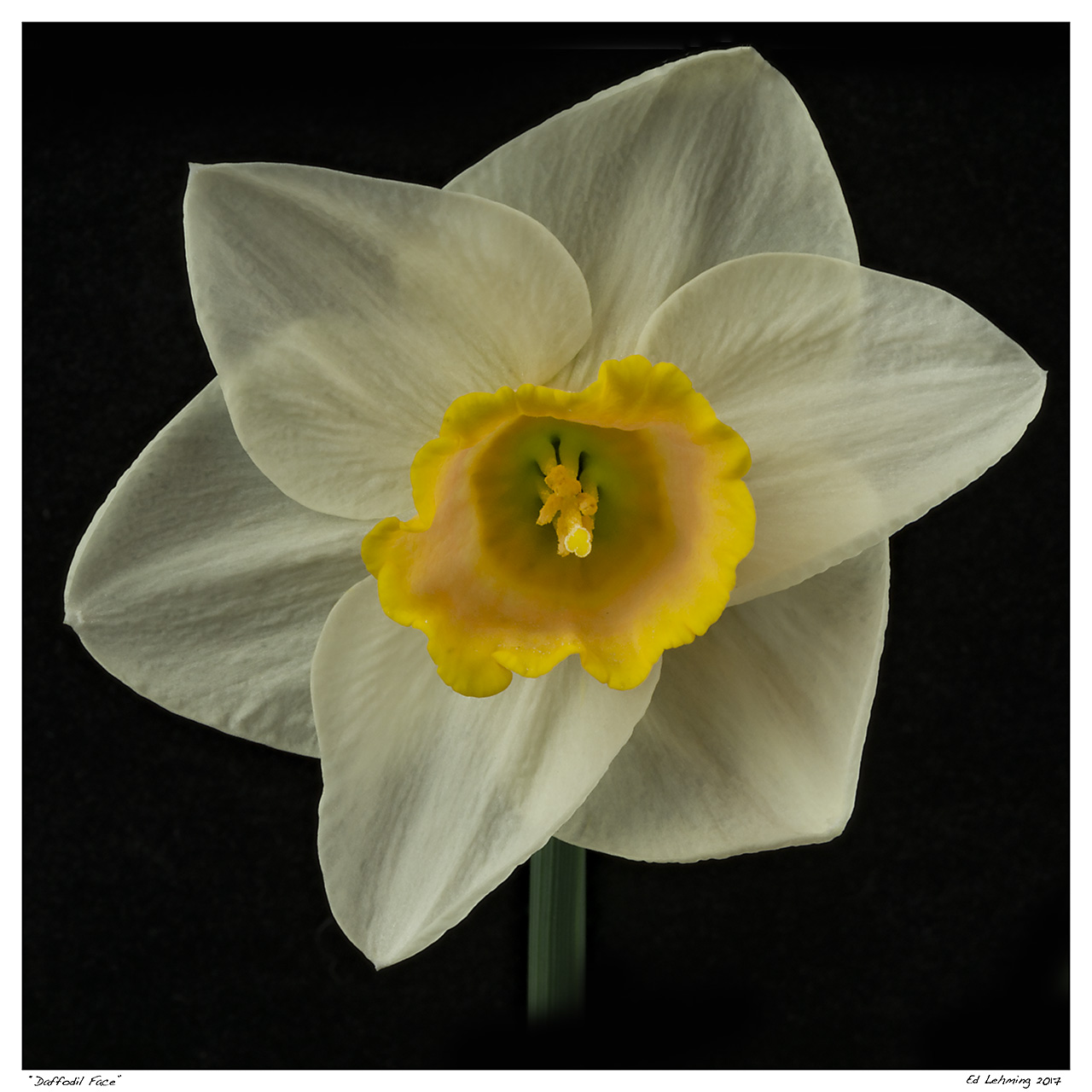 “Daffodil Face” | Ed Lehming Photography