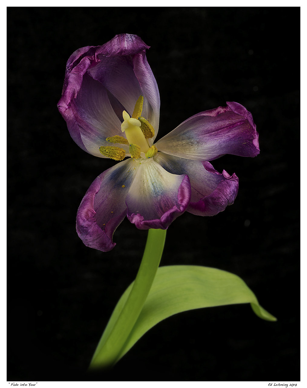 “Fade into You” | Ed Lehming Photography