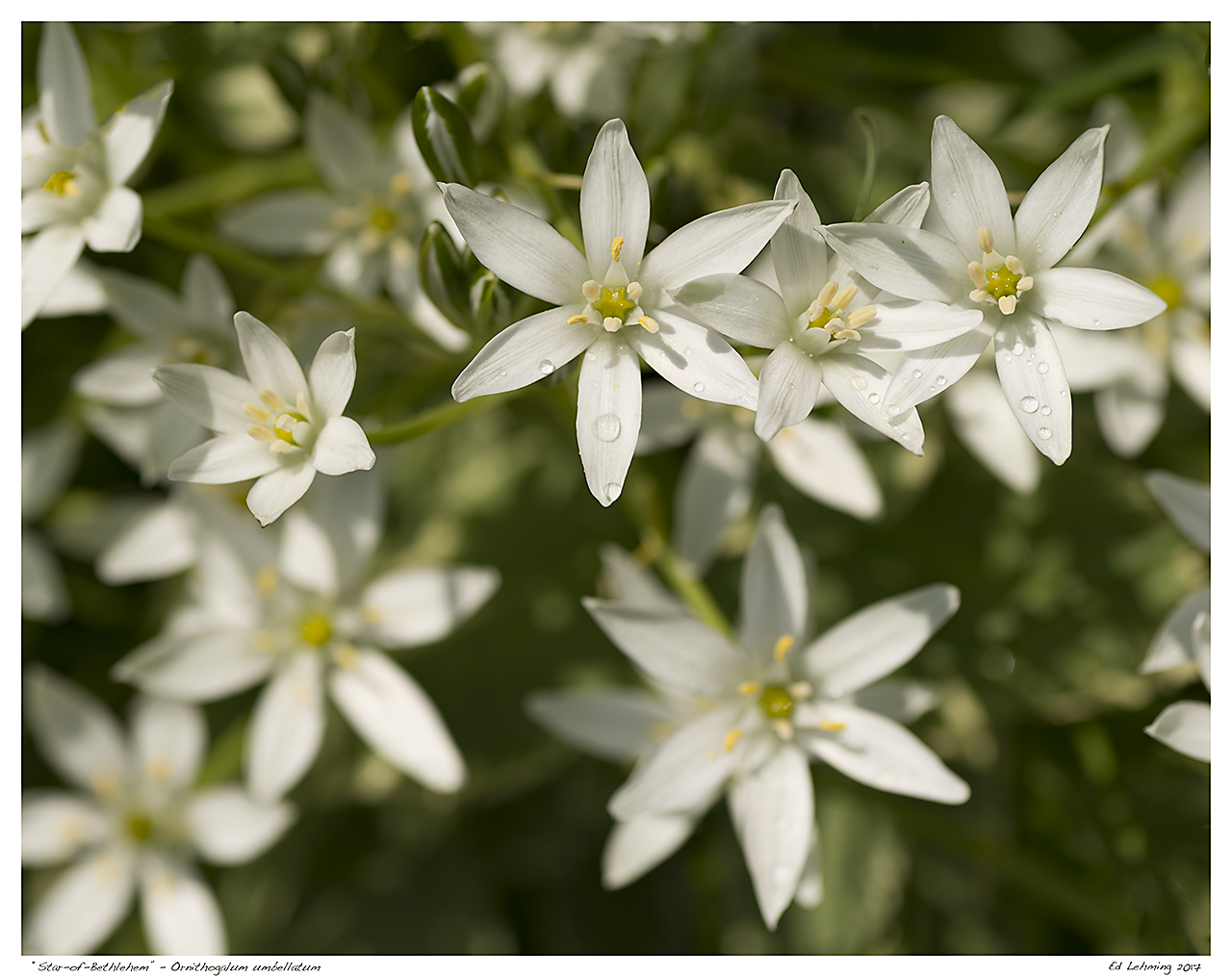 “Star-of-Bethlehem” | Ed Lehming Photography