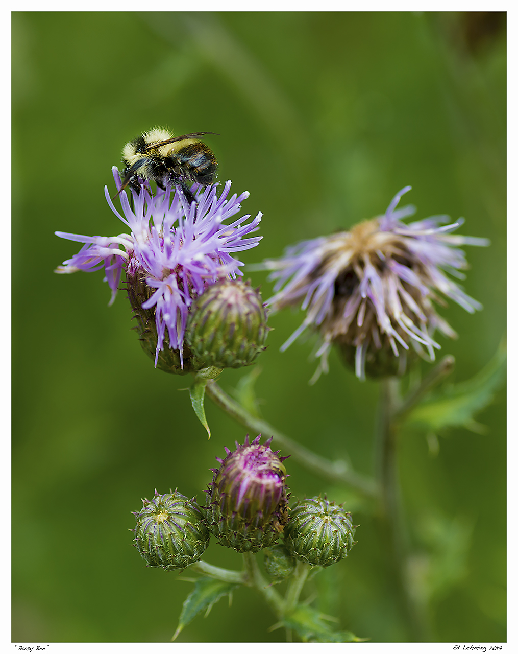 “Busy Bee” | Ed Lehming Photography
