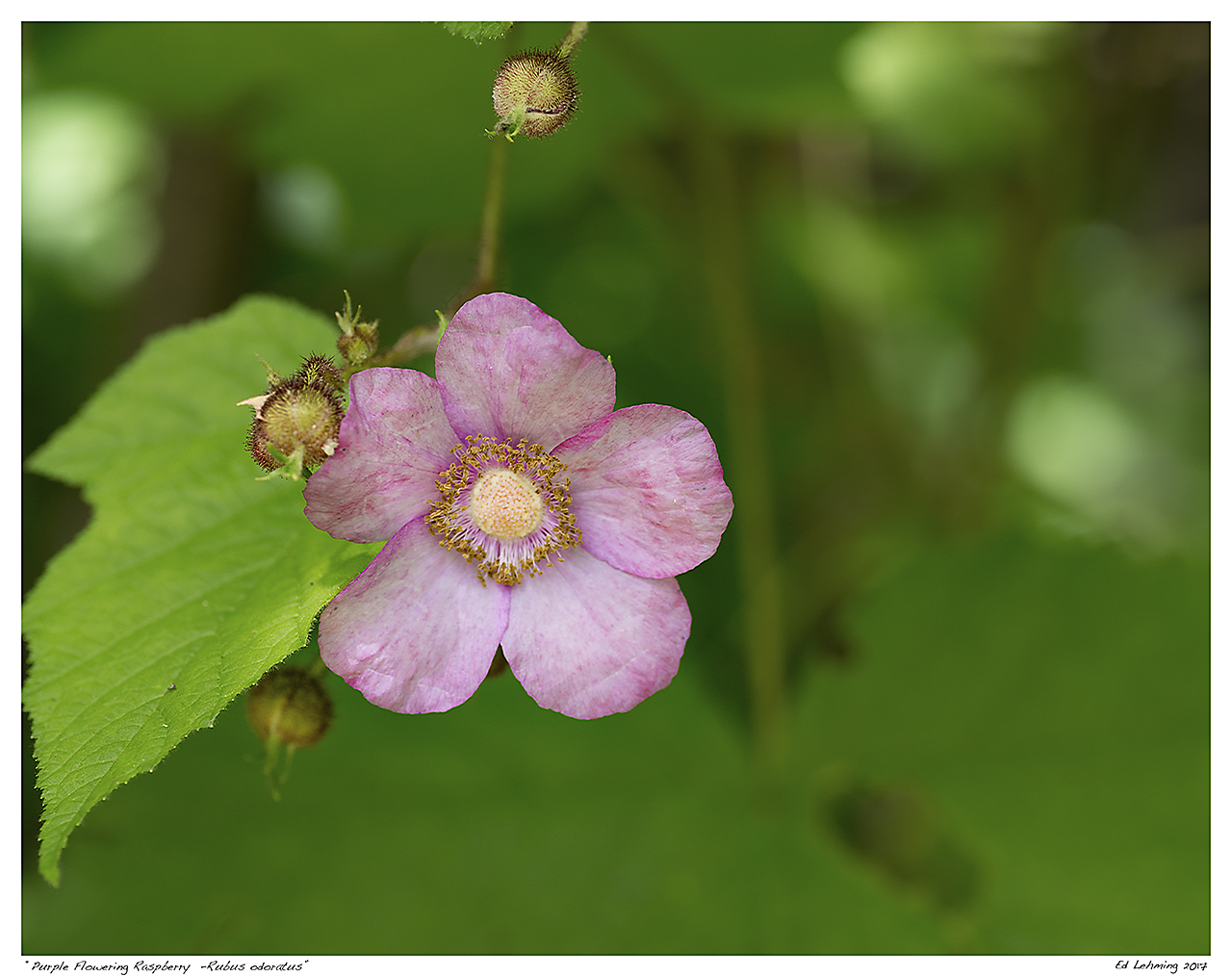 “Purple Flowering Raspberry” | Ed Lehming Photography