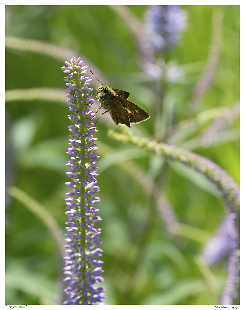 “Purple Pillar” | Ed Lehming Photography