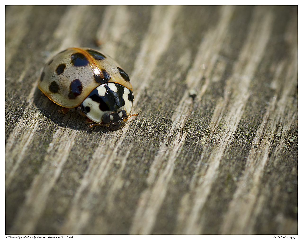 “Fifteen-Spotted Lady Beetle” | Ed Lehming Photography