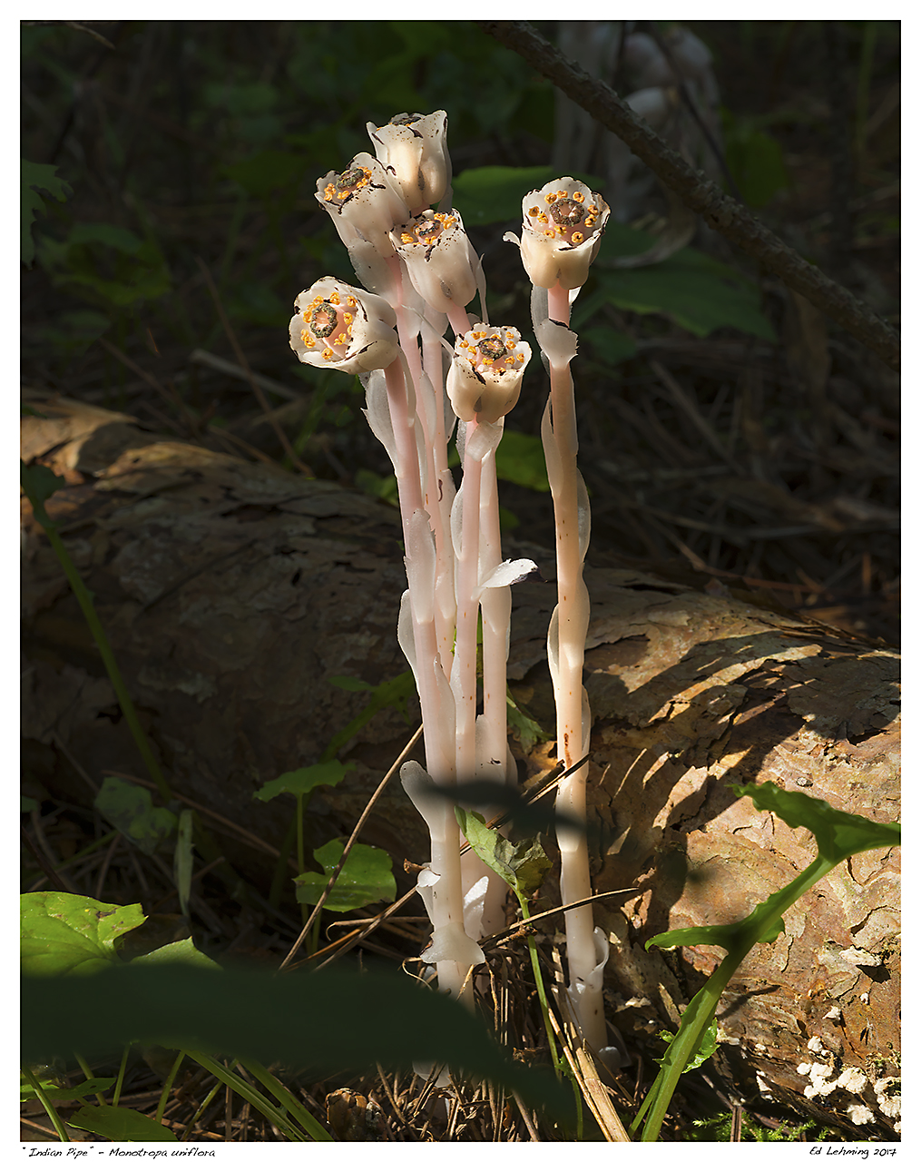 “Indian Pipe” – Monotropa uniflora | Ed Lehming Photography