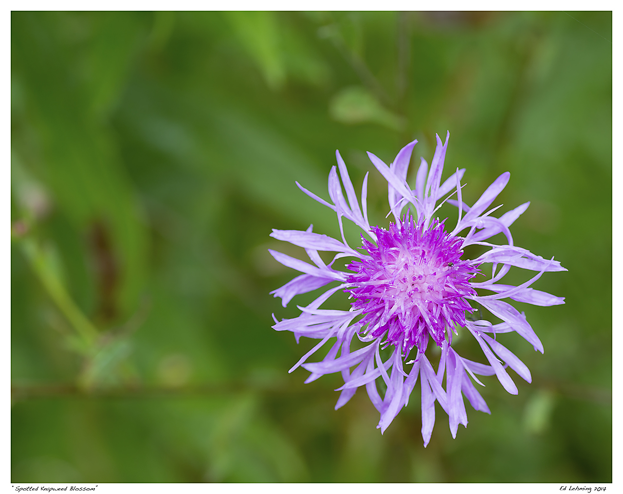 “Spotted Knapweed” | Ed Lehming Photography