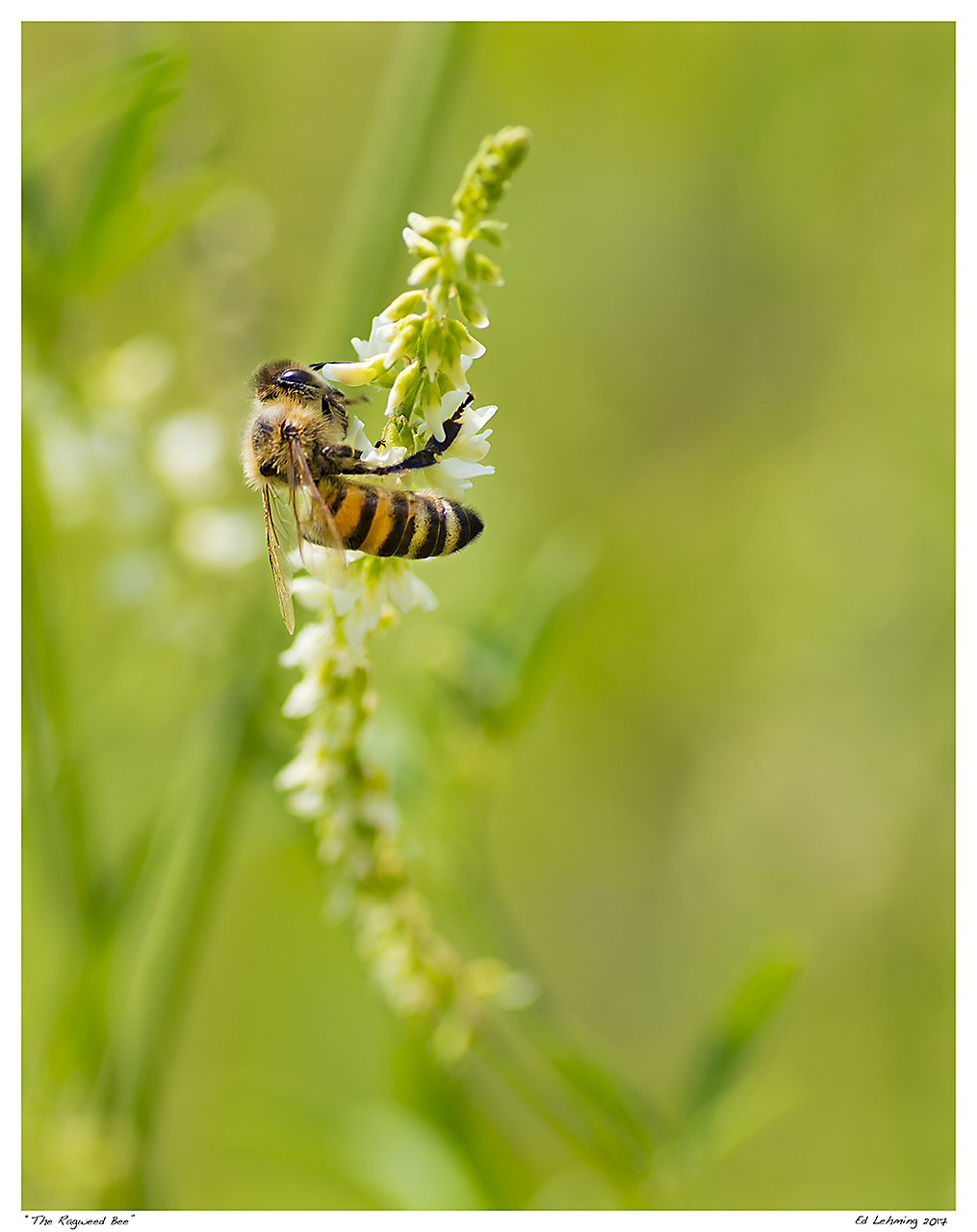 “The Ragweed Bee” | Ed Lehming Photography