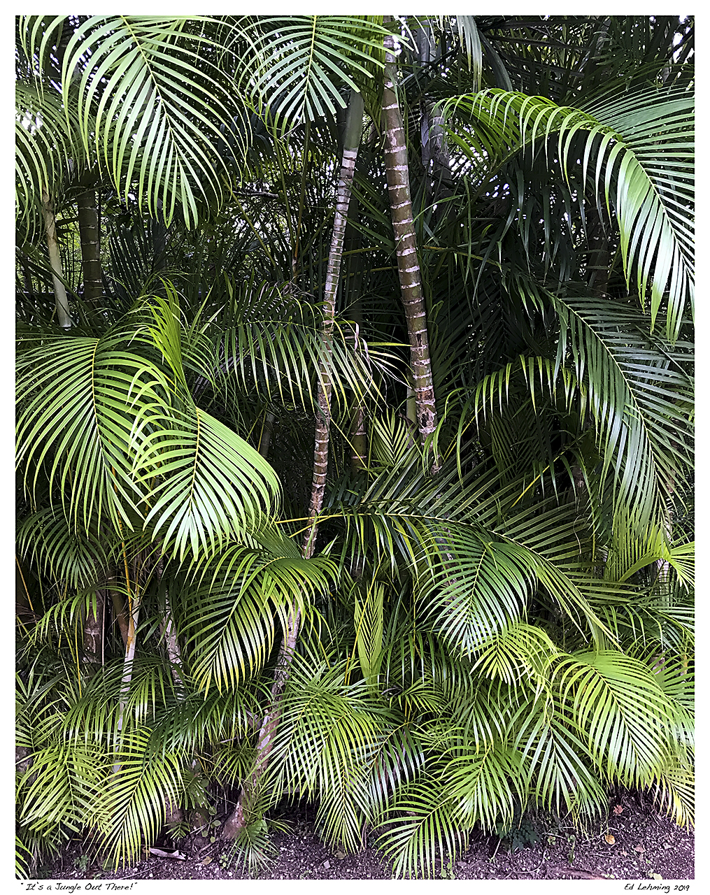 “It’s a Jungle Out There!” | Ed Lehming Photography