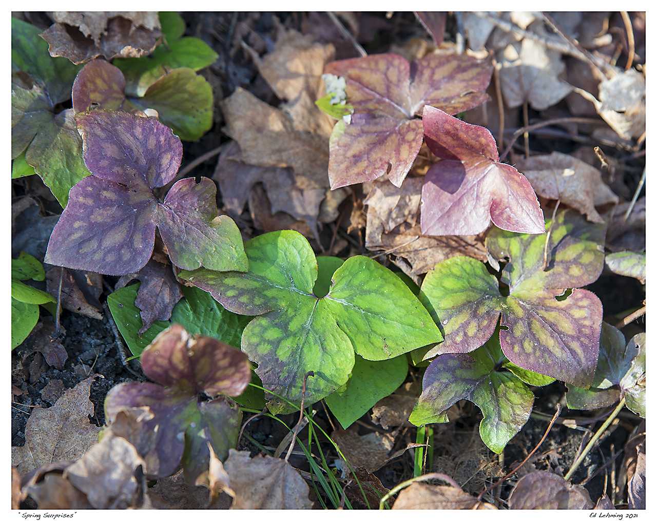 “Spring Surprises” | Ed Lehming Photography