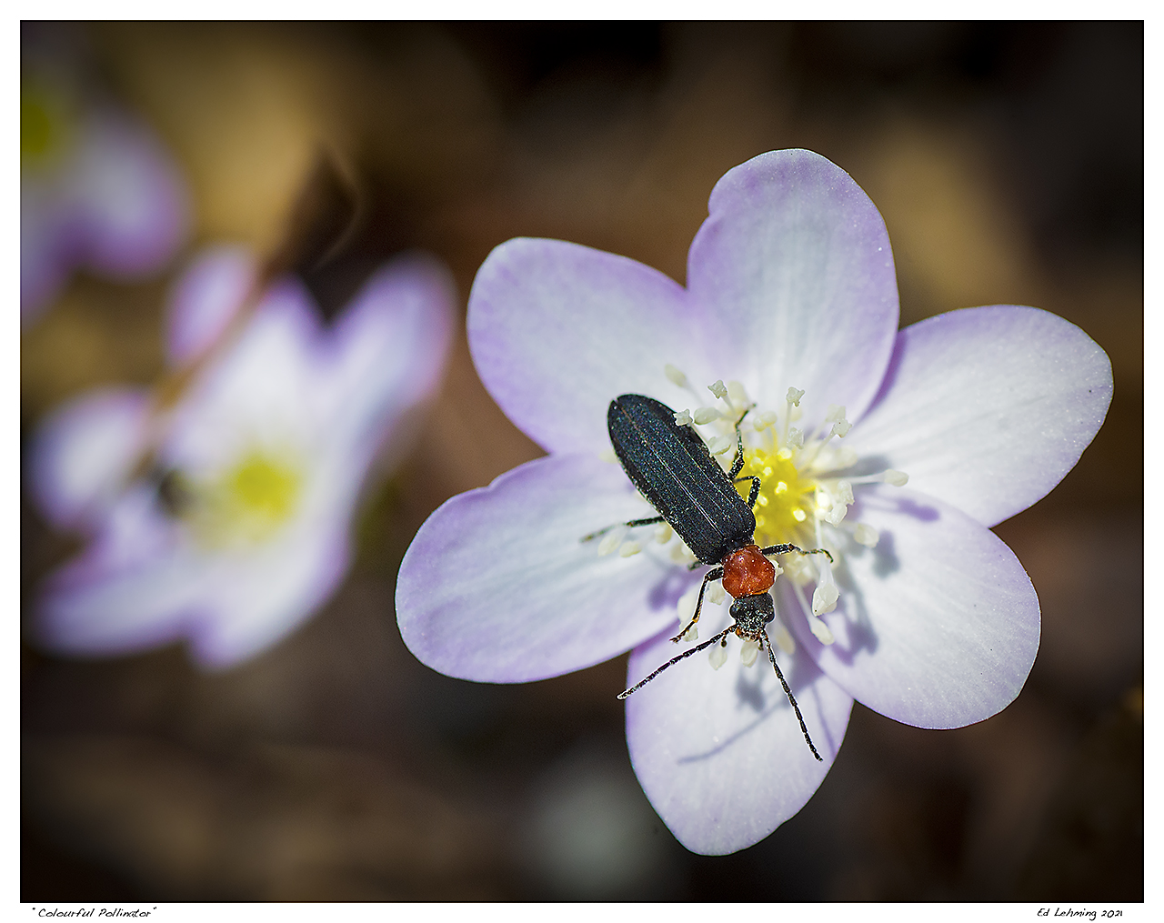 “Colourful Pollinator” | Ed Lehming Photography