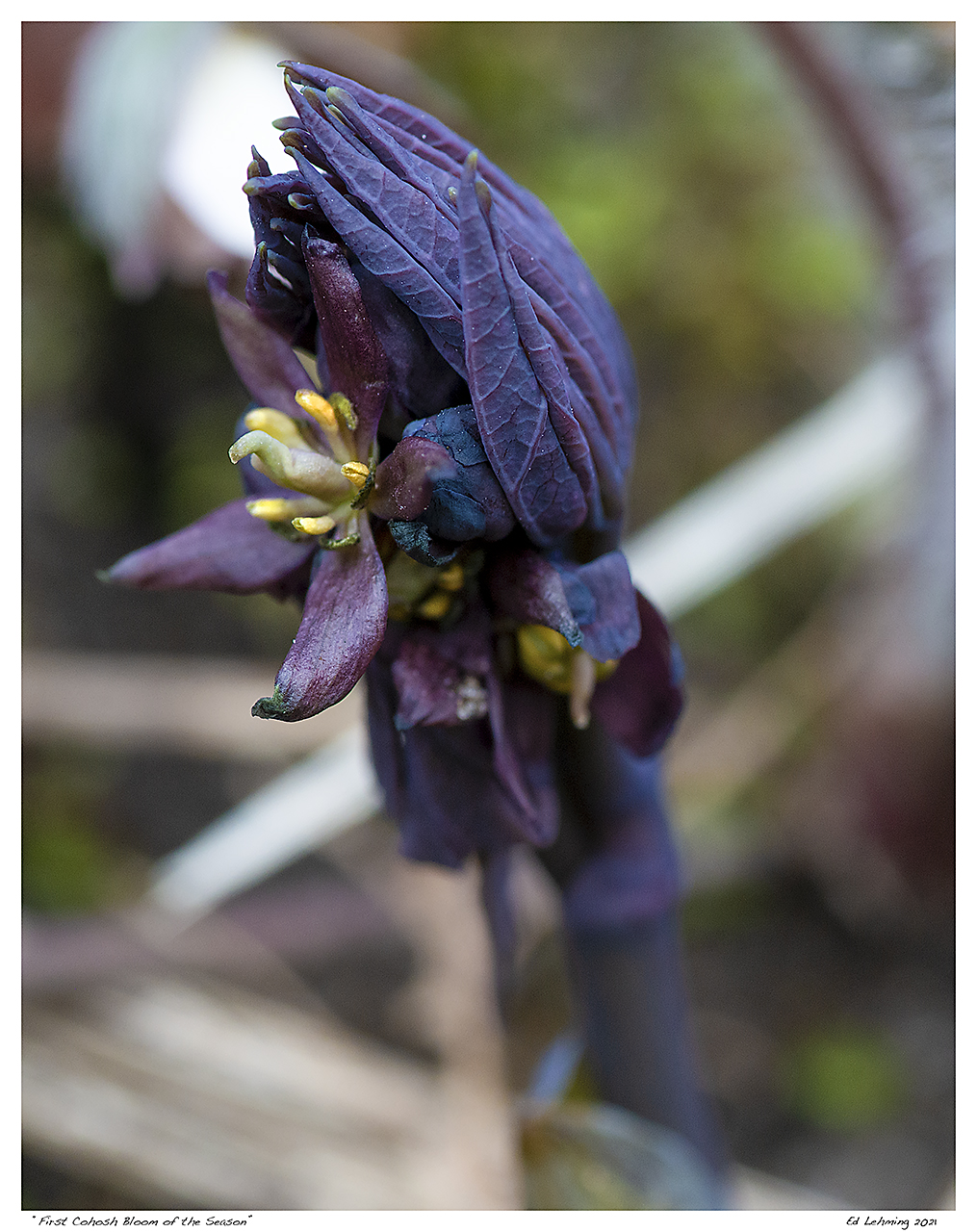 “First Cohosh Blossom of the Year” | Ed Lehming Photography