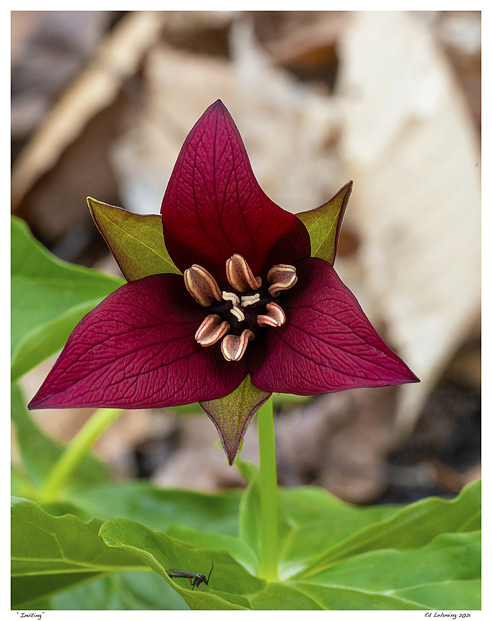 “Inviting” | Ed Lehming Photography