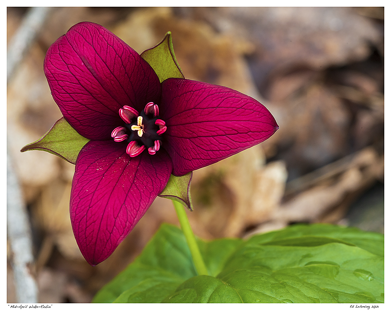“Mid-April Wake-Robin” | Ed Lehming Photography