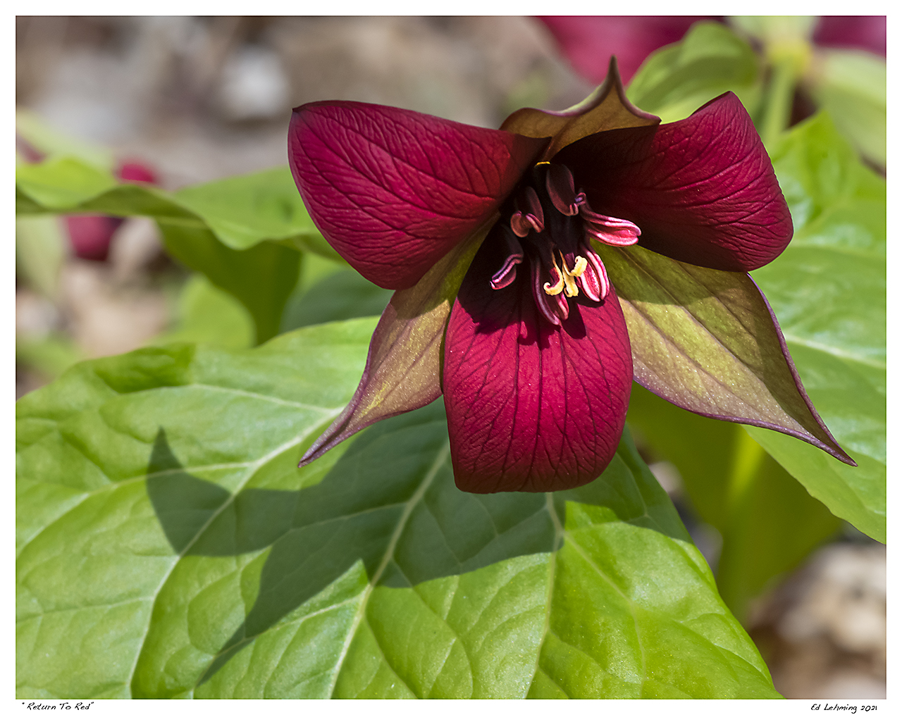 “Return to Red” | Ed Lehming Photography
