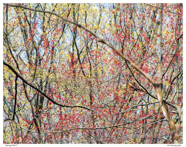 “Spring Flush” | Ed Lehming Photography
