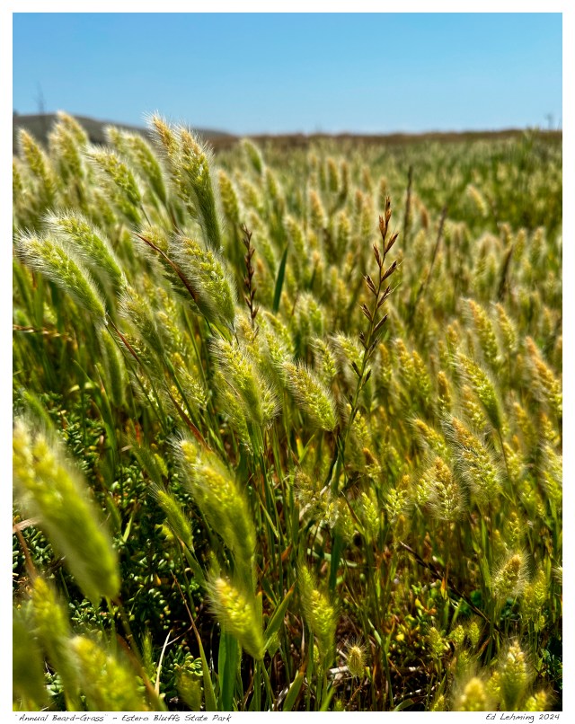 “Annual Beard-Grass” – Estero Bluffs State Park | Ed Lehming Photography
