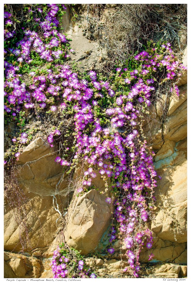 “Purple Cascade”- Moonstone Beach, Cambria, California | Ed Lehming ...