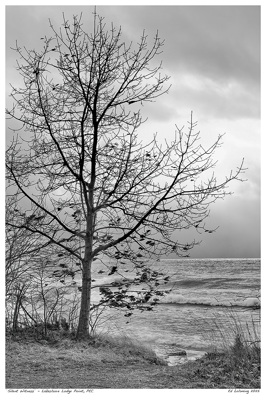 “Silent Witness” – Lakeshore Lodge Point, PEC | Ed Lehming Photography
