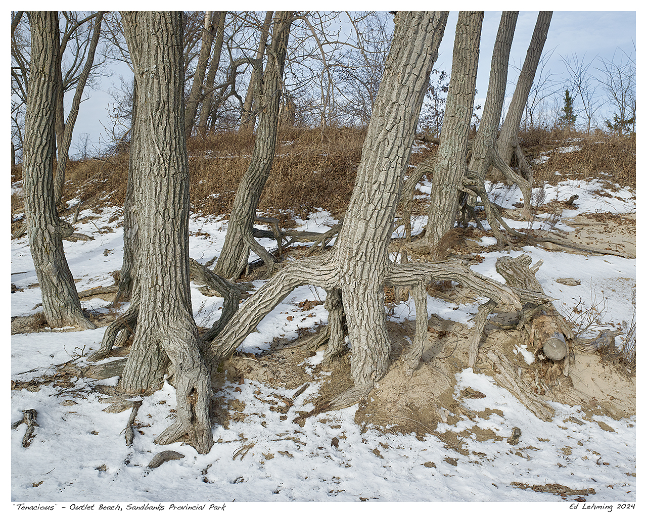 “Tenacious” – Outlet Beach, PEC | Ed Lehming Photography